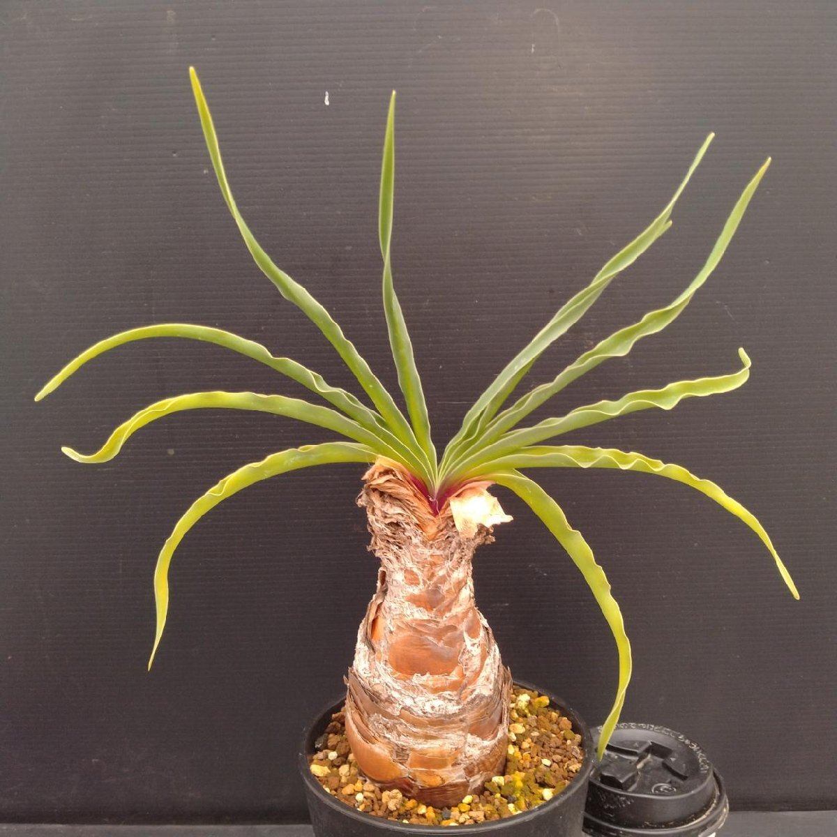 Yahoo!オークション - 4074 「球根植物」ブーファン ディスティチャ 波...