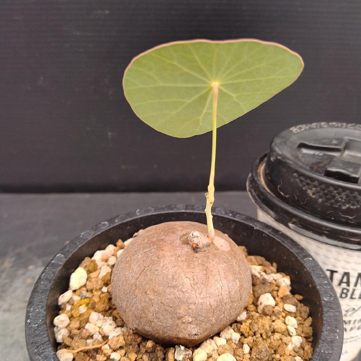 Yahoo!オークション - 4151 「塊根植物」ステファニア エレクタ 植え【...