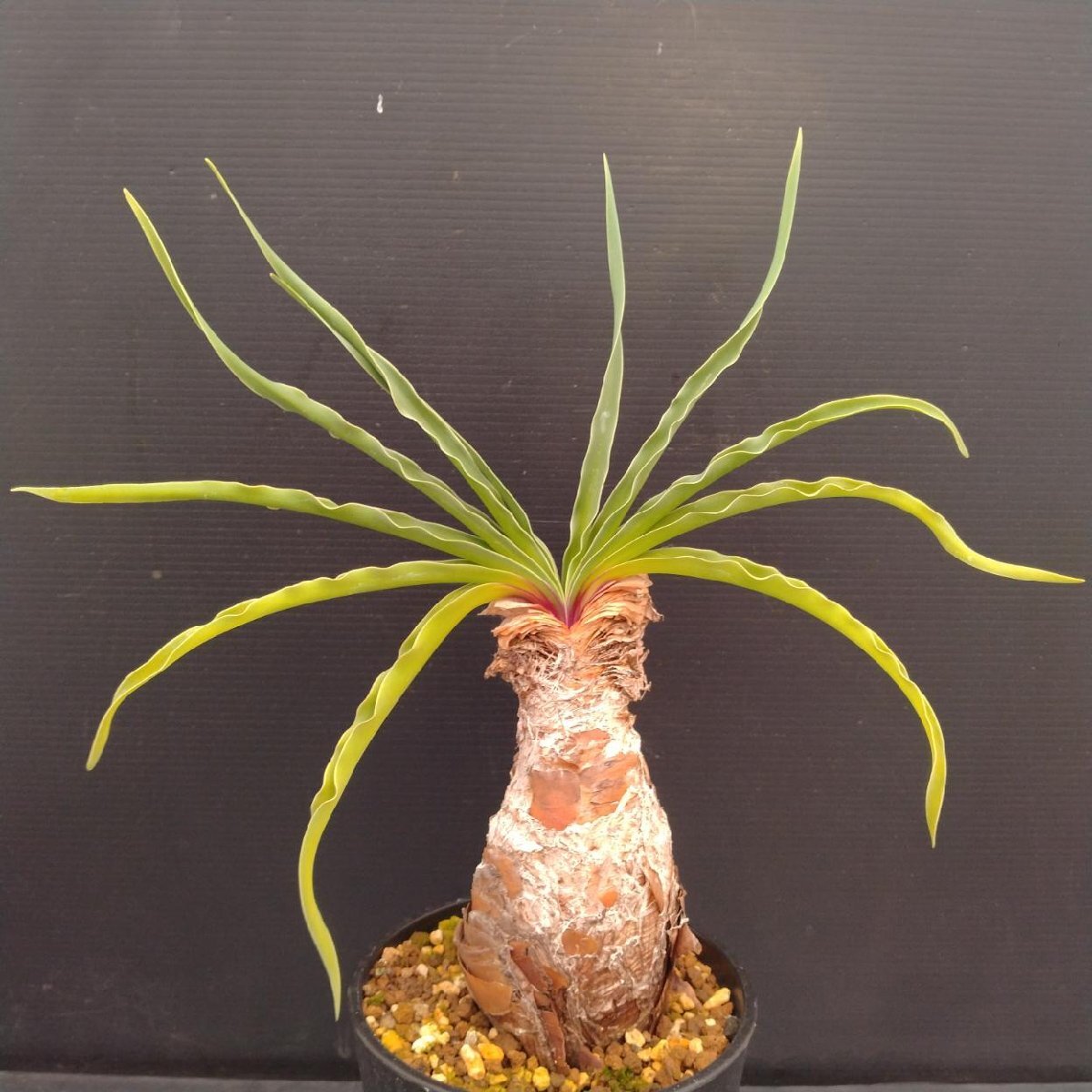 Yahoo!オークション - 4074 「球根植物」ブーファン ディスティチャ 波...