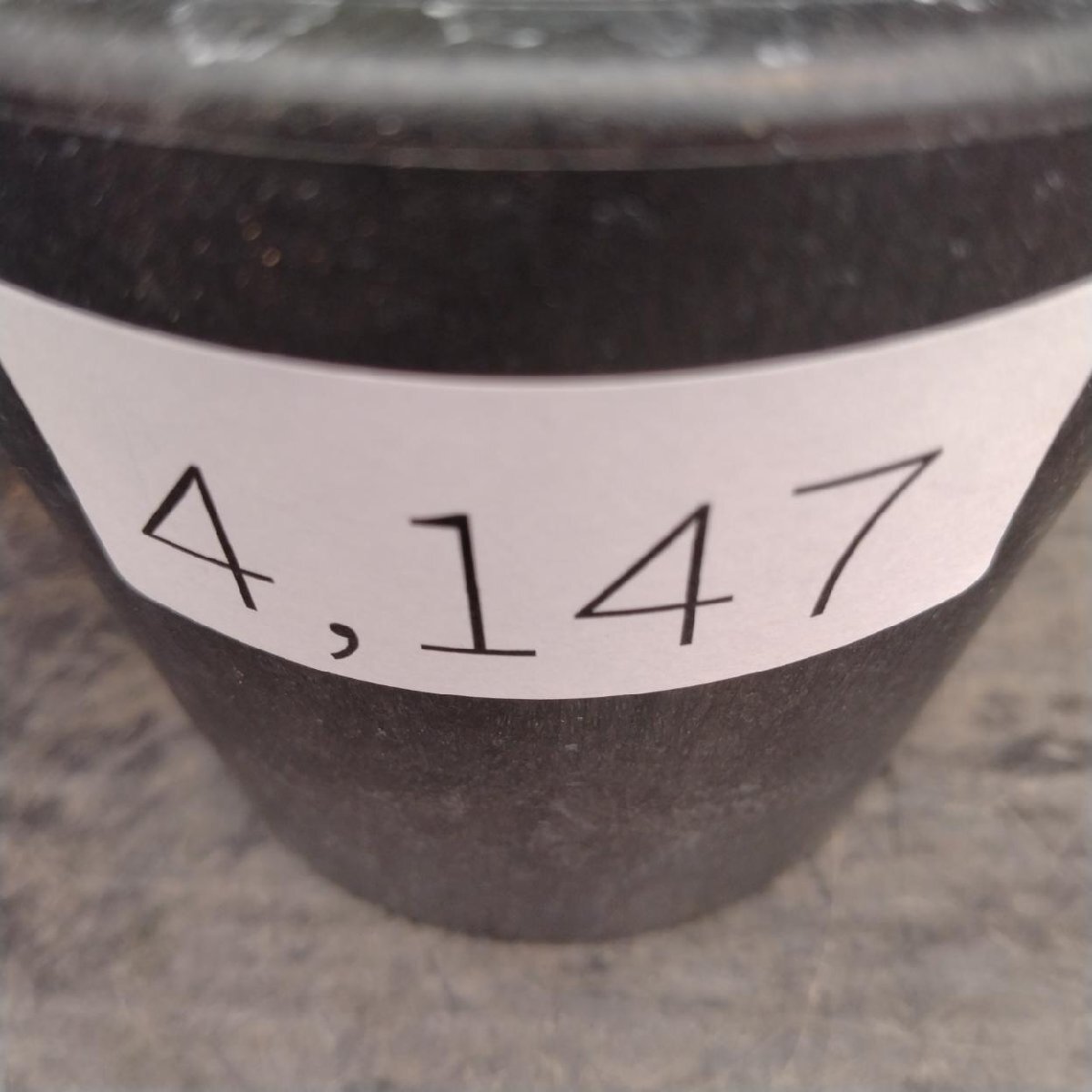 Yahoo!オークション - 4147 「塊根植物」ステファニア エレクタ 植え【...