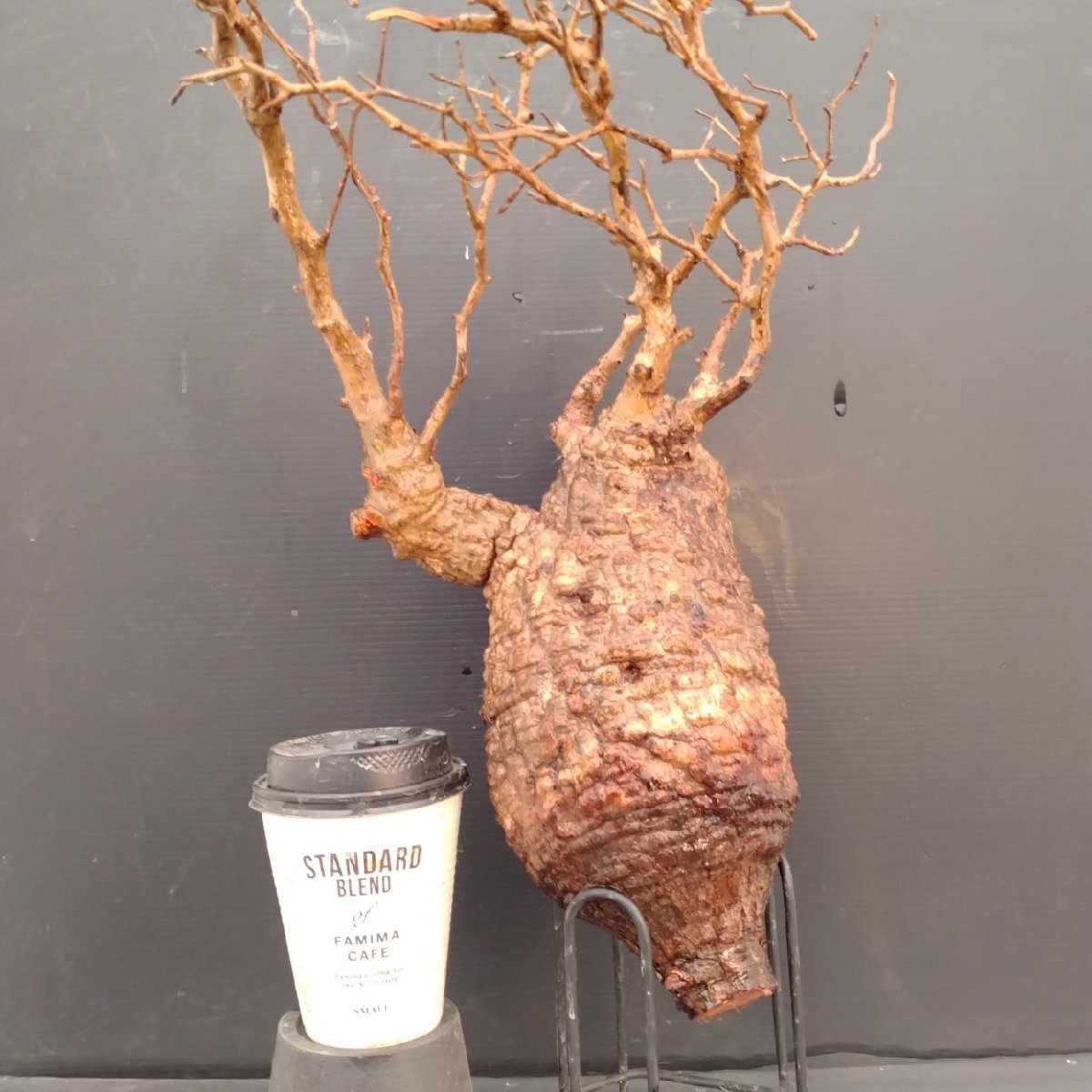 Yahoo!オークション - 7575 「塊根植物」マダガスカル特急便オペルクリ...