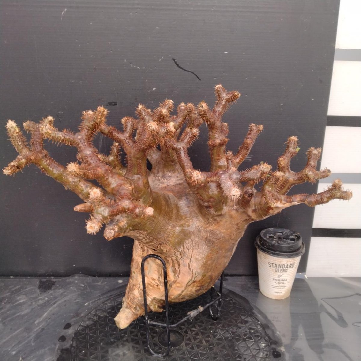 Yahoo!オークション - 7287 「塊根植物」パキポディウム グラキリス L ...