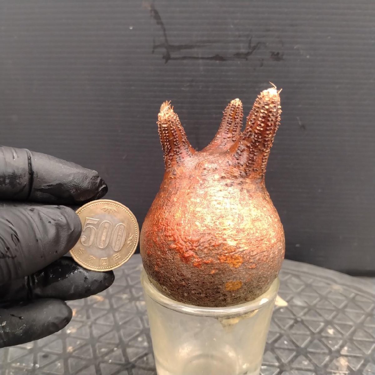 Yahoo!オークション - 7552 「塊根植物」パキポディウム グラキリス 選...