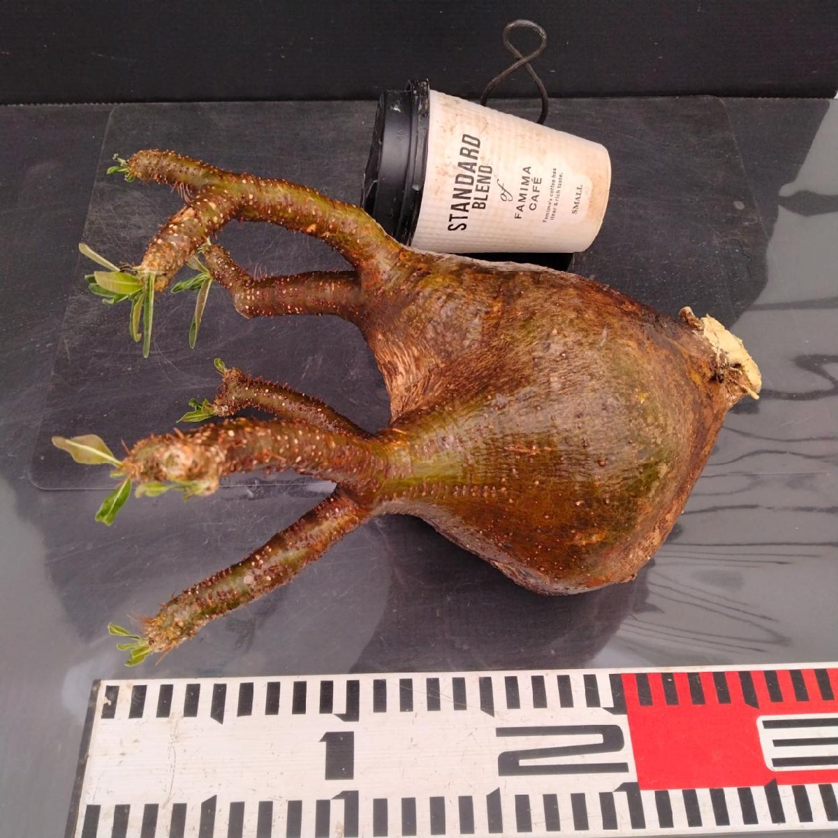 Yahoo!オークション - 6394 「塊根植物」パキポディウム グラキリス 抜...