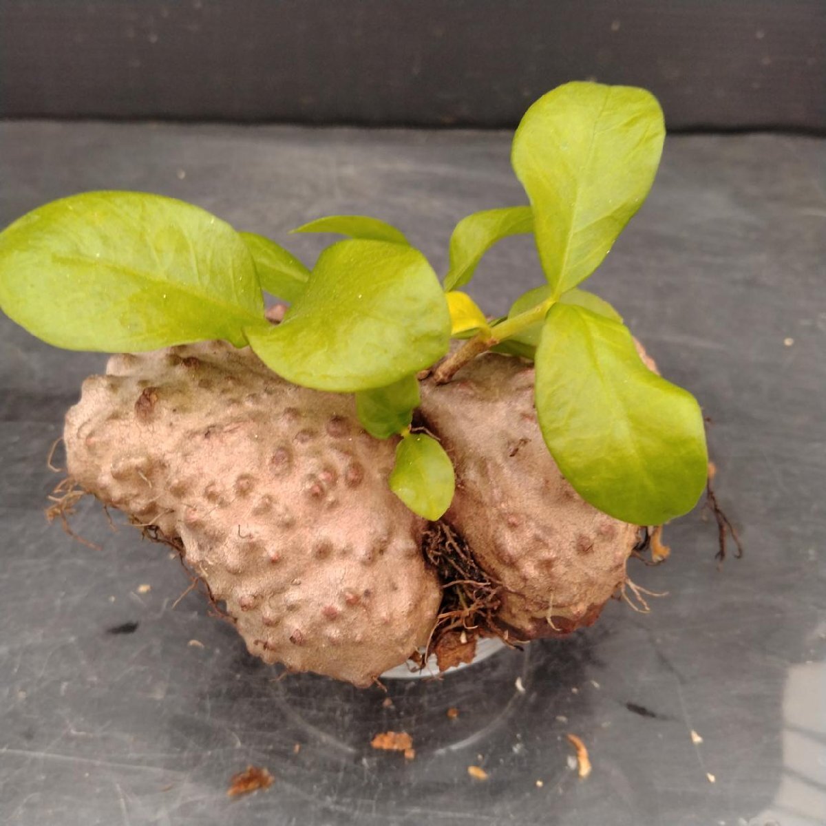 Yahoo!オークション - 6454 「観葉植物」ヒドノフィツム フォルミカル...