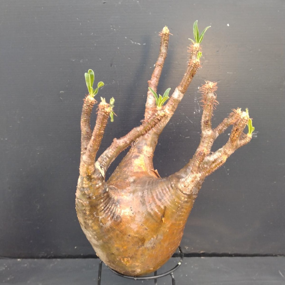 Yahoo!オークション - 6667 「塊根植物」パキポディウム グラキリス 抜...