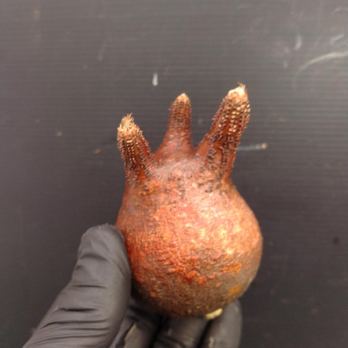 Yahoo!オークション - 7552 「塊根植物」パキポディウム グラキリス 選...