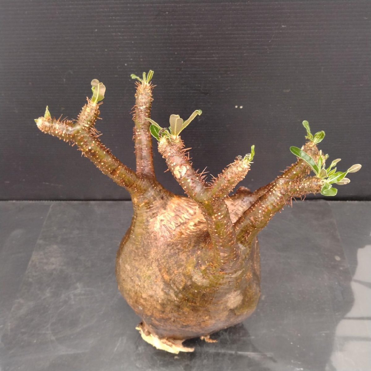 Yahoo!オークション - 6394 「塊根植物」パキポディウム グラキリス 抜...