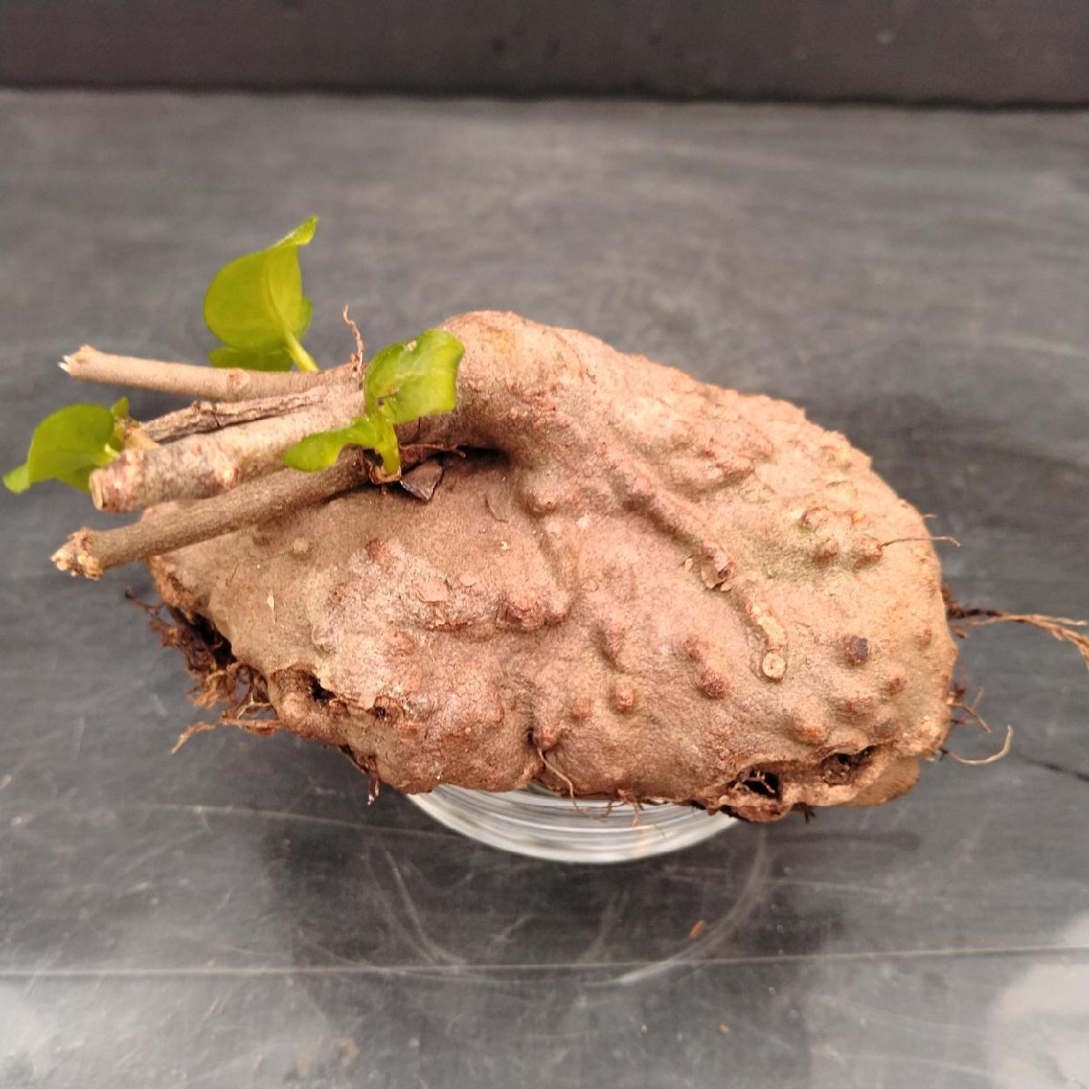 Yahoo!オークション - 6446 「観葉植物」ヒドノフィツム フォルミカル...