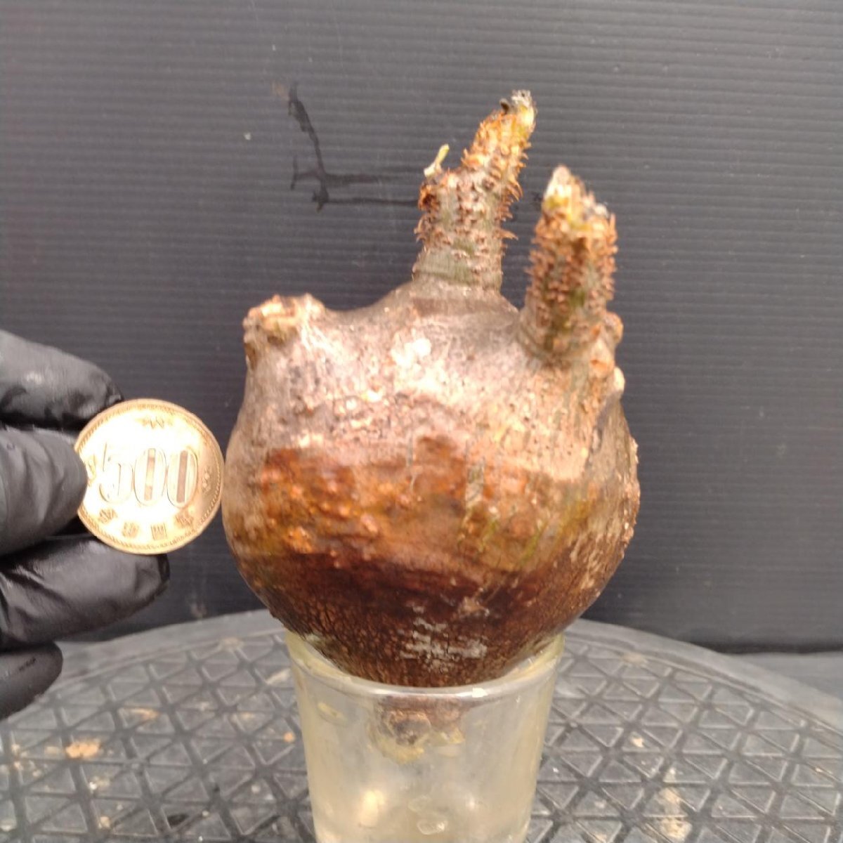 Yahoo!オークション - 7557 「塊根植物」パキポディウム グラキリス 選...