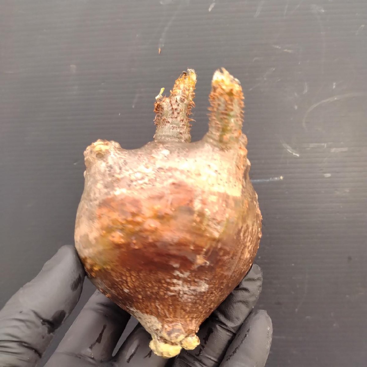 Yahoo!オークション - 7557 「塊根植物」パキポディウム グラキリス 選...