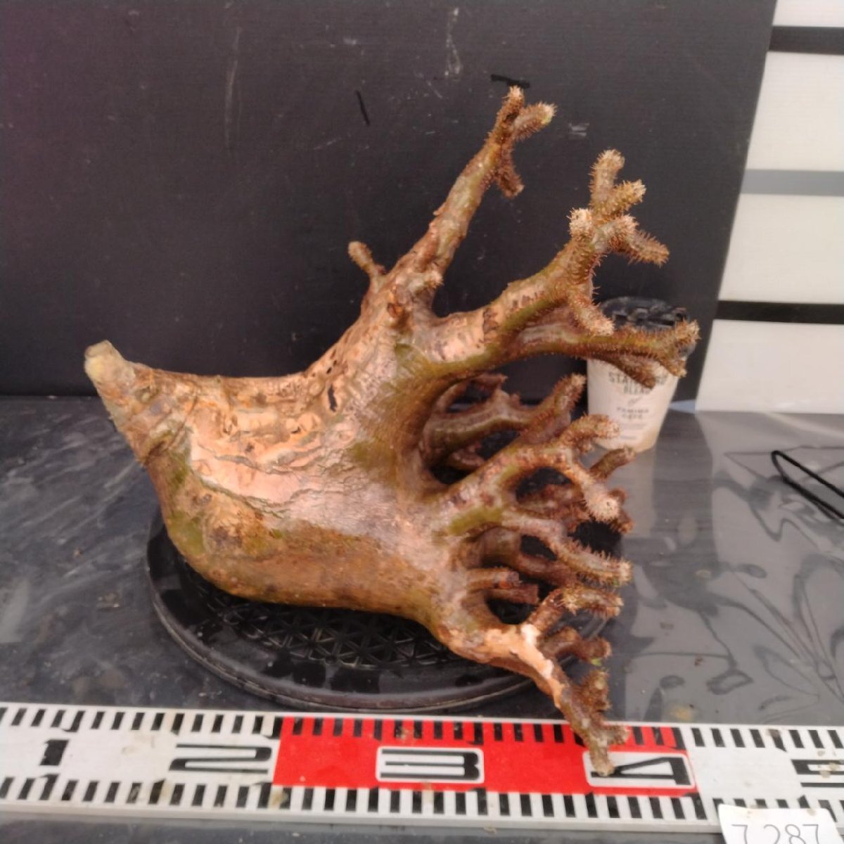 Yahoo!オークション - 7287 「塊根植物」パキポディウム グラキリス L ...