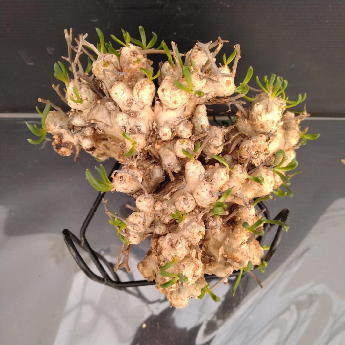 Yahoo!オークション - 8052 「塊根植物」チレコドン レティキュラータ...