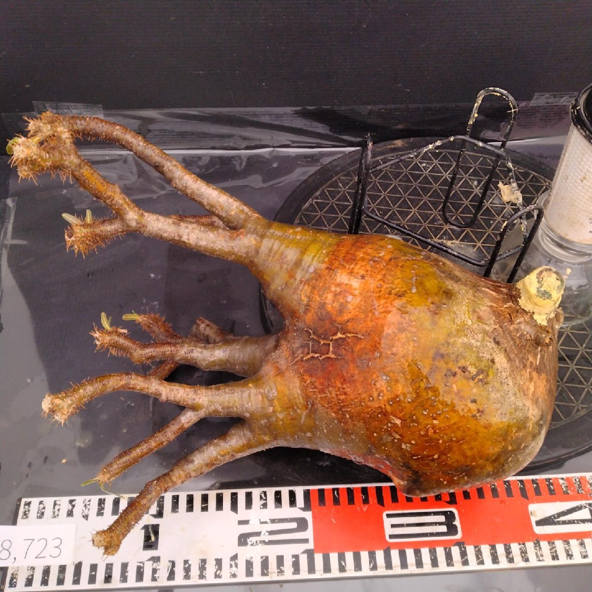 Yahoo!オークション - 8723 「塊根植物」パキポディウム グラキリス L ...