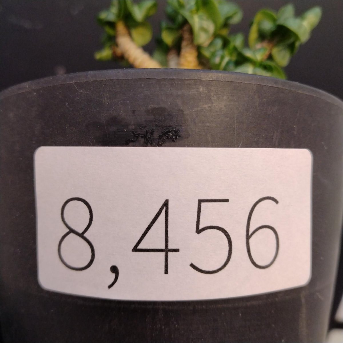 Yahoo!オークション - 8456 「塊根植物」アデニウム アラビカム 獅子葉...