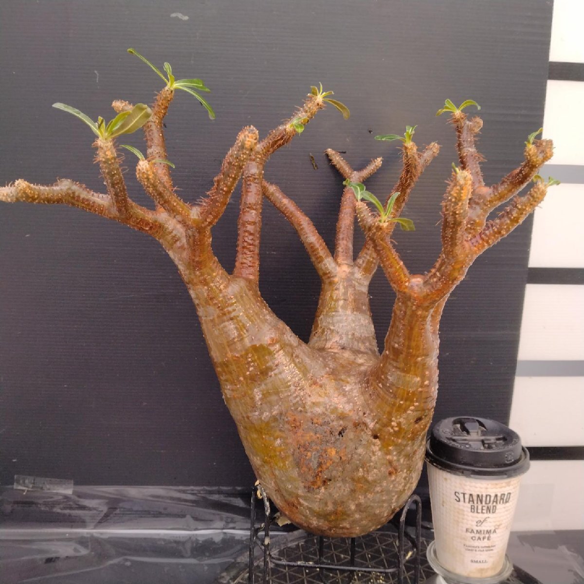 Yahoo!オークション - 8731 「塊根植物」パキポディウム グラキリス L ...