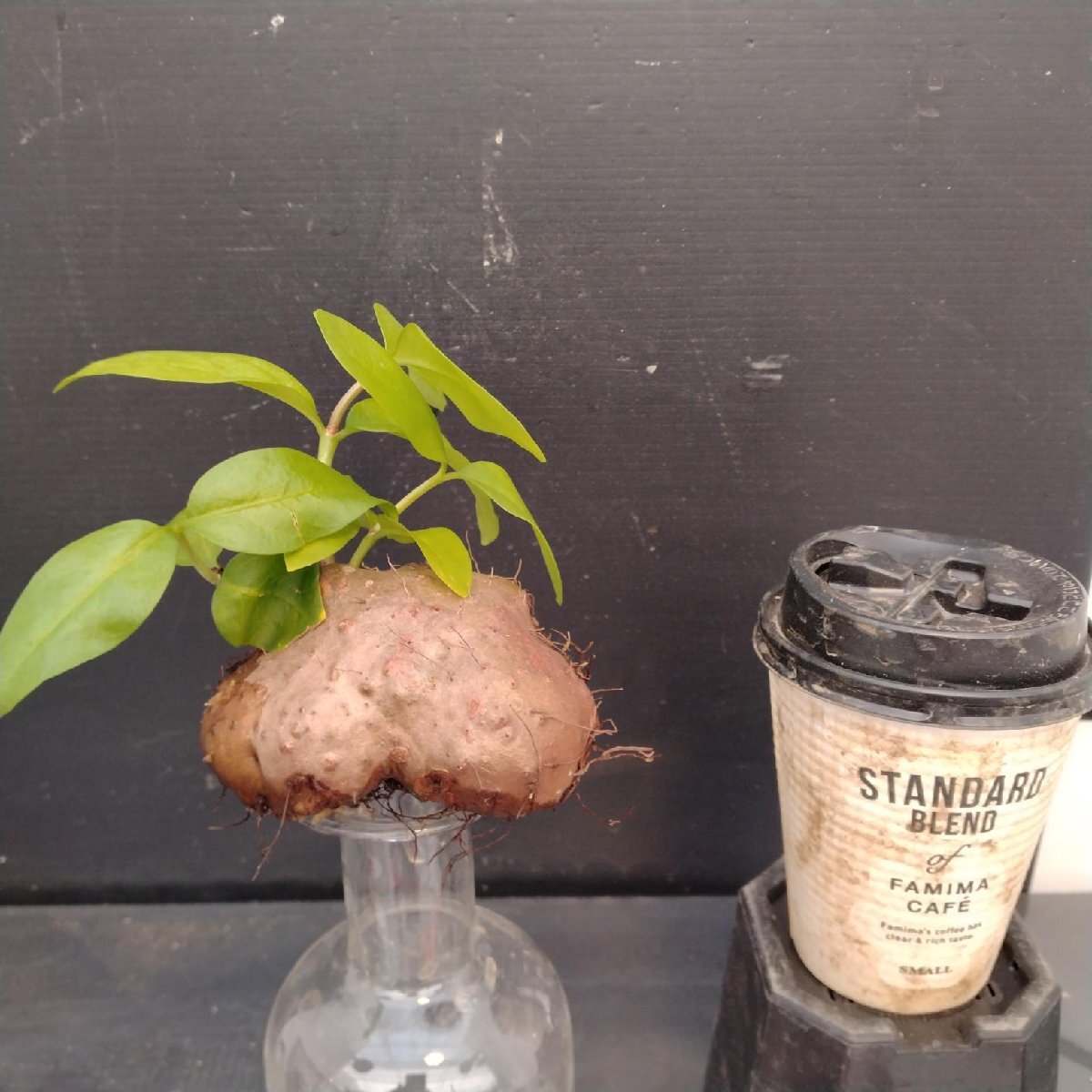 Yahoo!オークション - 8441 「観葉植物」ヒドノフィツム フォルミカル...