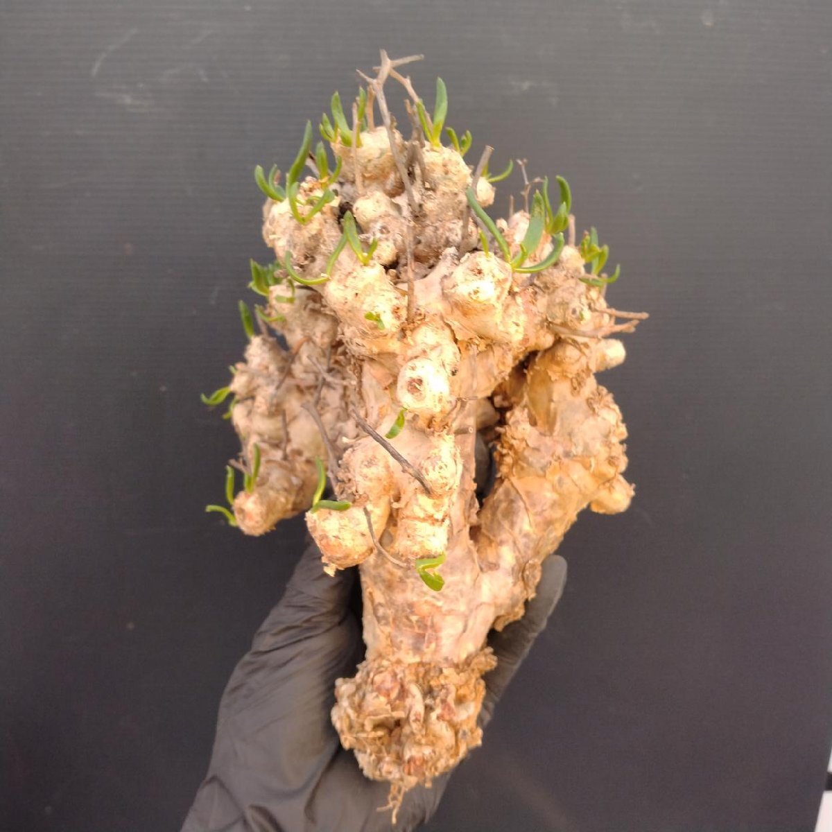 Yahoo!オークション - 8052 「塊根植物」チレコドン レティキュラータ...