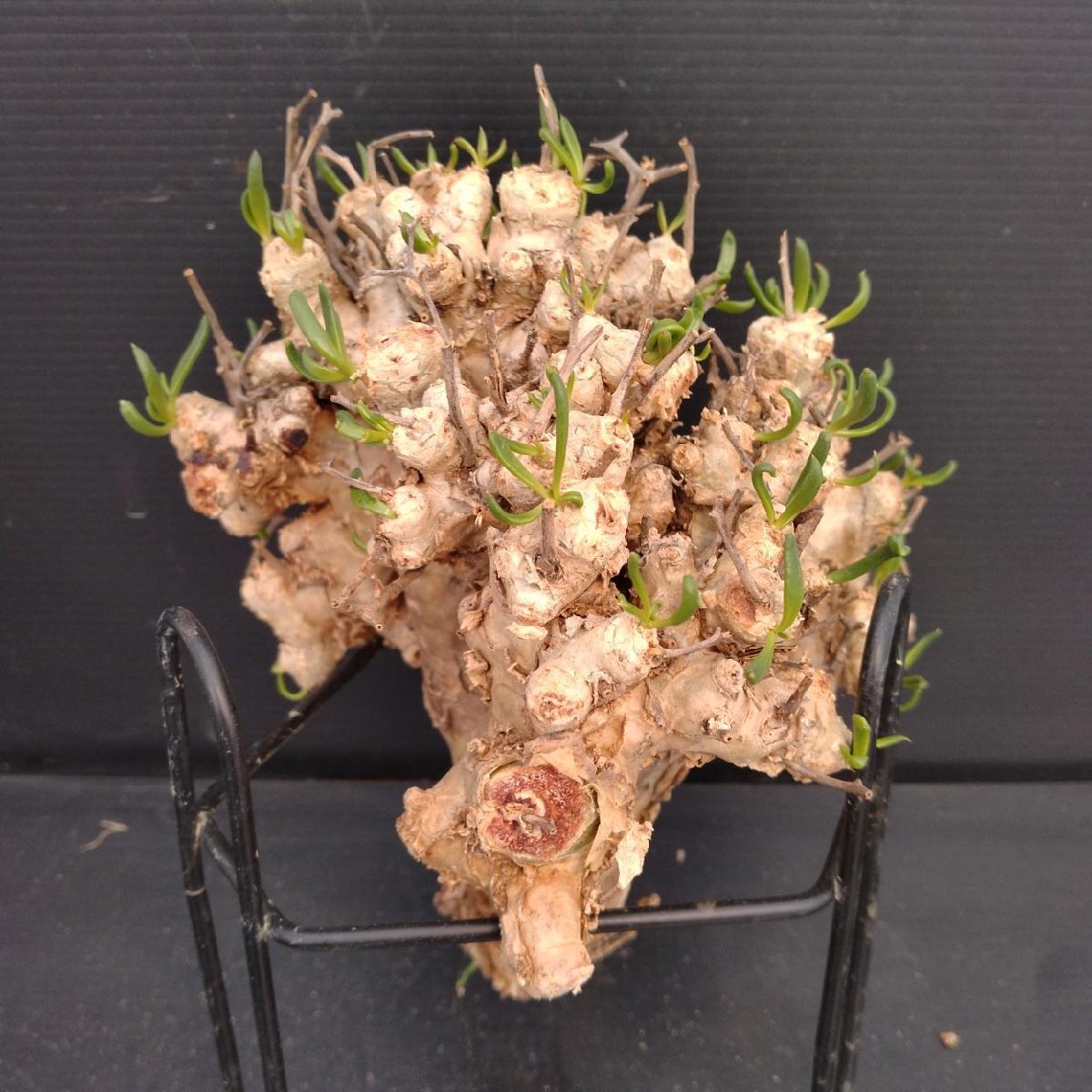 Yahoo!オークション - 8052 「塊根植物」チレコドン レティキュラータ...