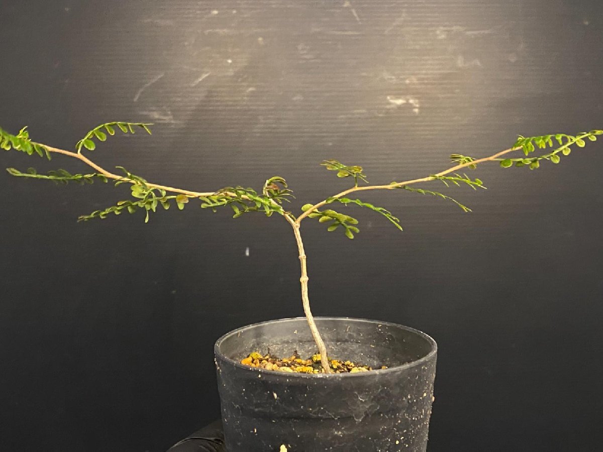 Yahoo!オークション - 4292 「実生株」オペルクリカリア パキプス 現品...