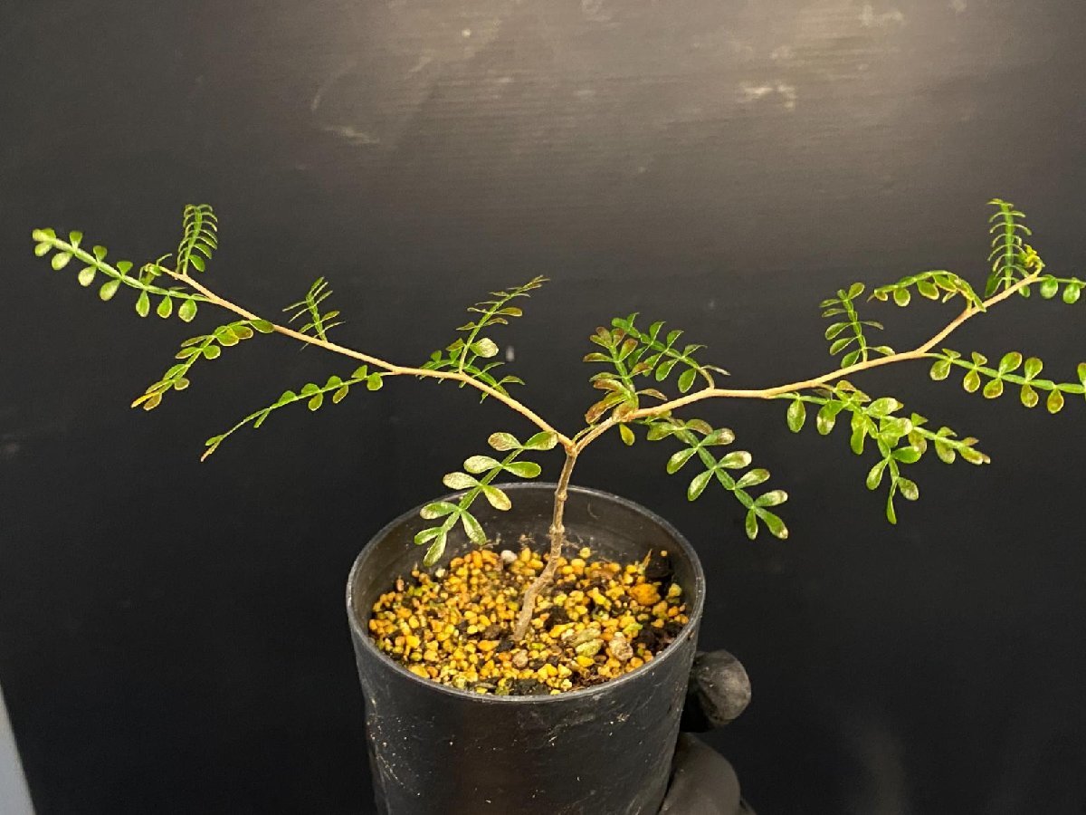 Yahoo!オークション - 4292 「実生株」オペルクリカリア パキプス 現品...