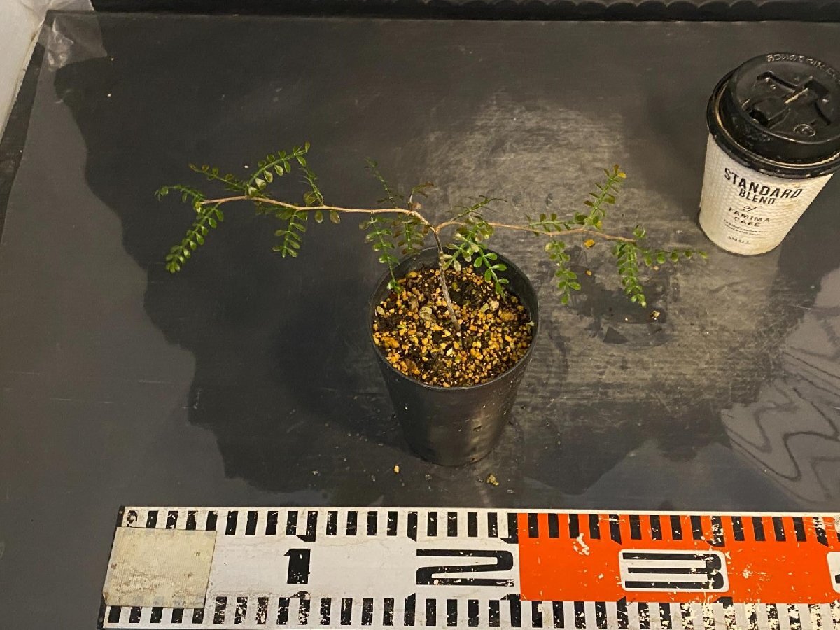 Yahoo!オークション - 4292 「実生株」オペルクリカリア パキプス 現品...