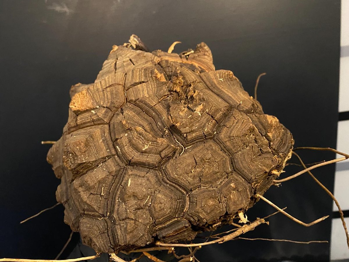 Yahoo!オークション - 4585 「多肉植物」ディオスコレア アフリカ亀甲...