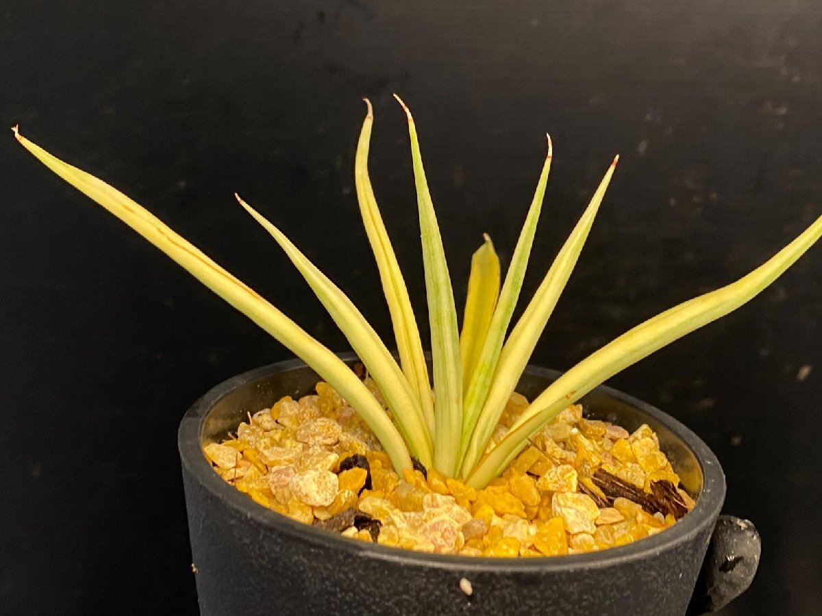 Yahoo!オークション - 7825 「多肉植物W」サンセベリア ダンシングドラ...