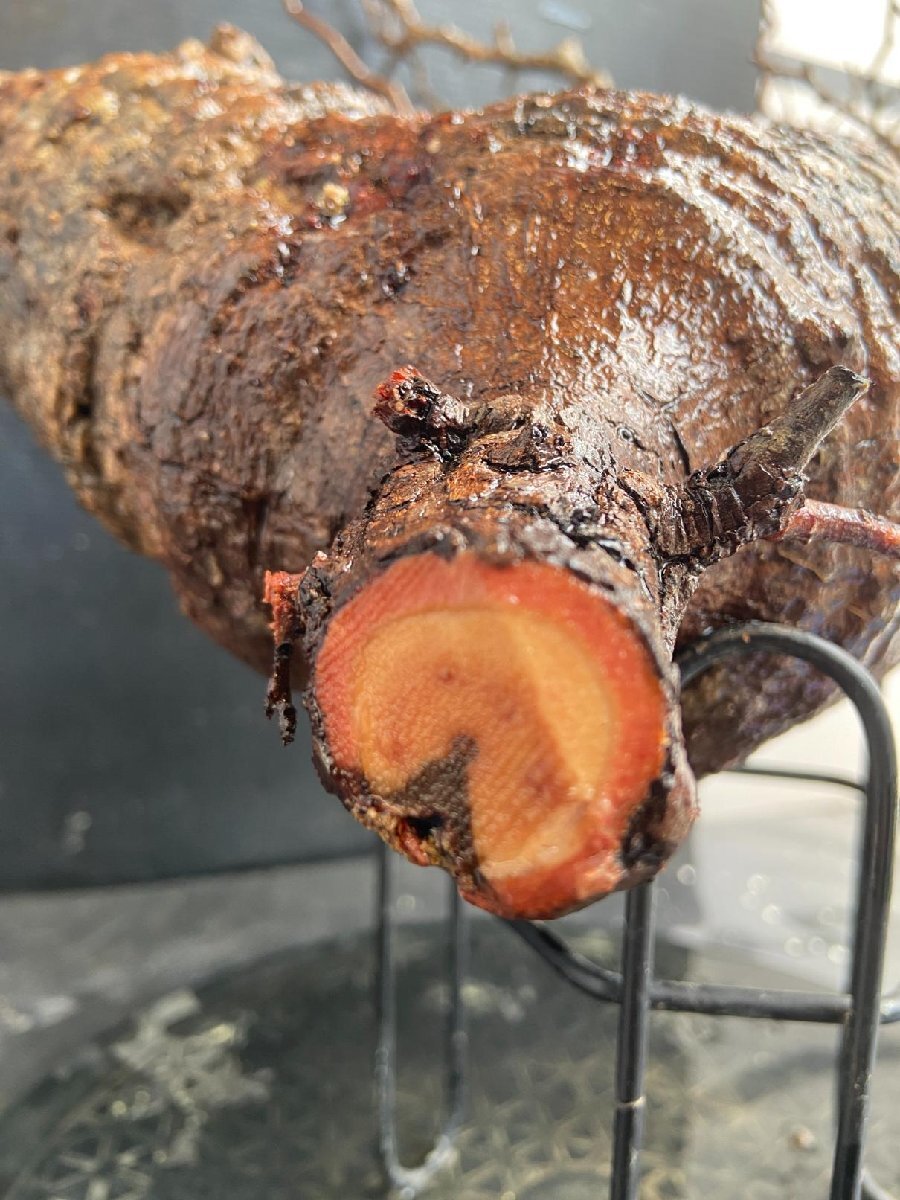 Yahoo!オークション - 2308 「塊根植物」マダガスカル特急便オペルクリ...