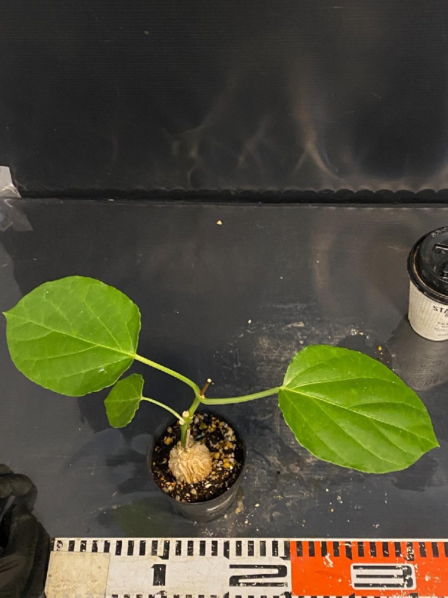 Yahoo!オークション - 4463 「塊根植物」マテレア シクロフィラ 植え【...