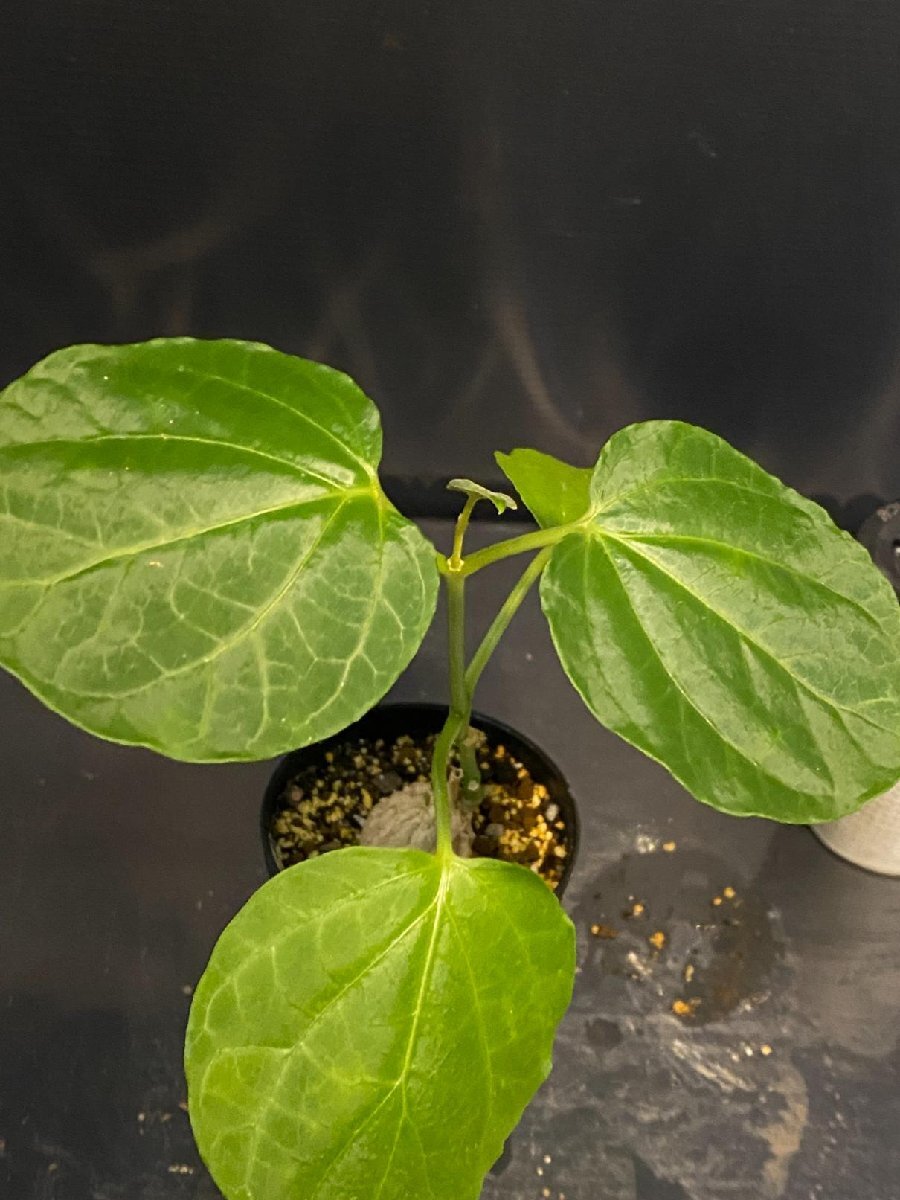 Yahoo!オークション - 4465 「塊根植物」マテレア シクロフィラ 植え【...