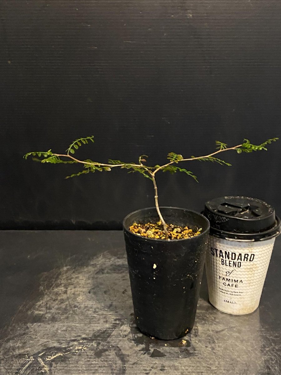 Yahoo!オークション - 4292 「実生株」オペルクリカリア パキプス 現品...