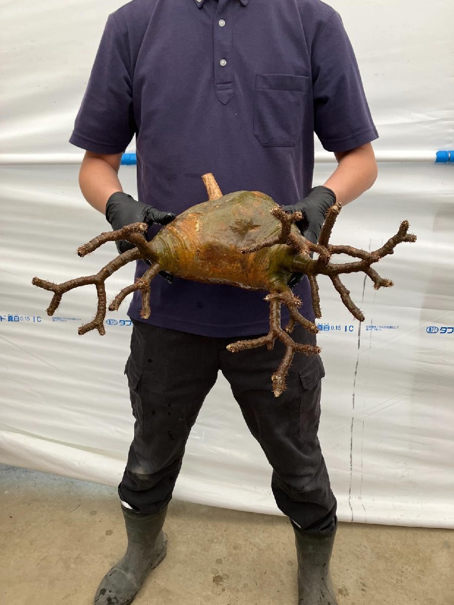 Yahoo!オークション - 4783 「塊根植物」パキポディウム グラキリス XL...