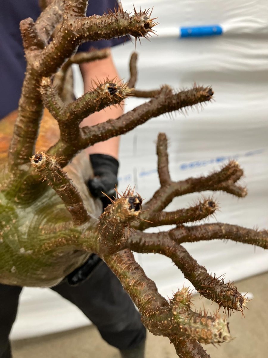 Yahoo!オークション - 4783 「塊根植物」パキポディウム グラキリス XL...