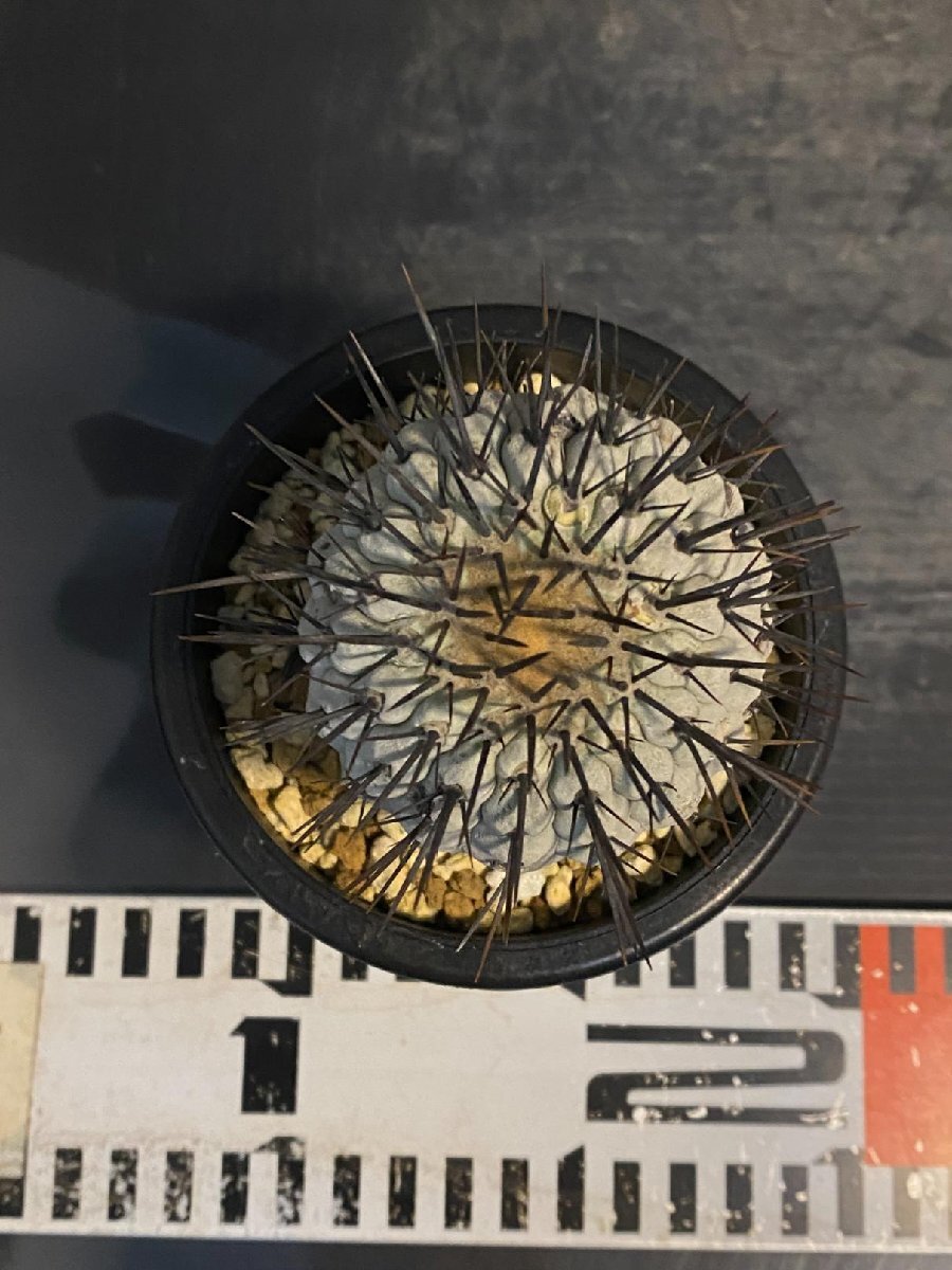 Yahoo!オークション - 4282 「サボテン」コピアポア コルムナアルバ 植...