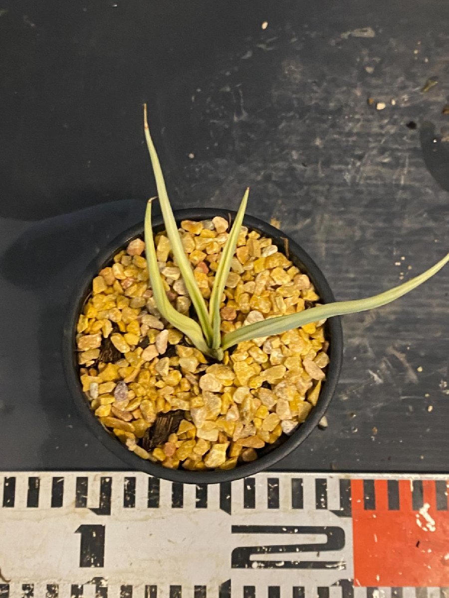 Yahoo!オークション - 4472 「多肉植物W」サンセベリア ダンシングドラ...