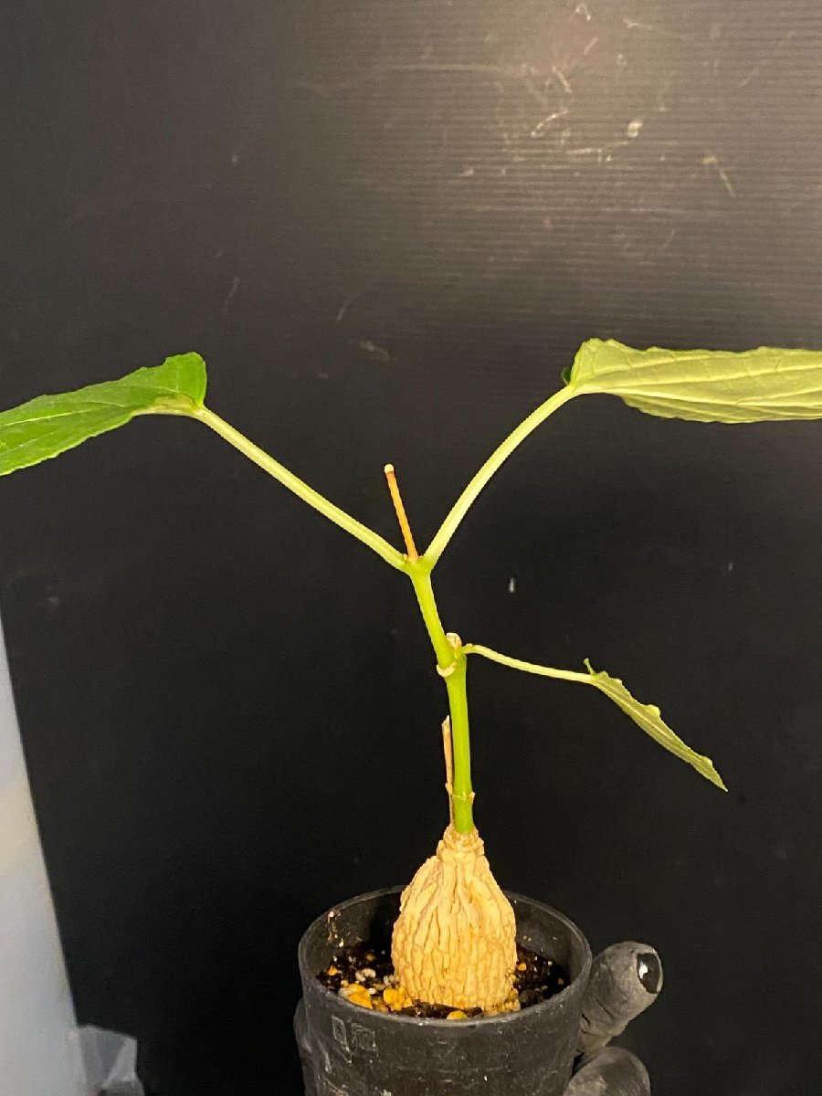 Yahoo!オークション - 4463 「塊根植物」マテレア シクロフィラ 植え【...