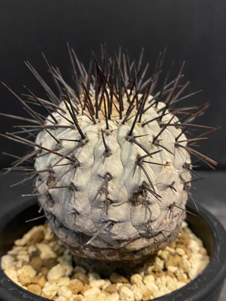 Yahoo!オークション - 4282 「サボテン」コピアポア コルムナアルバ 植...