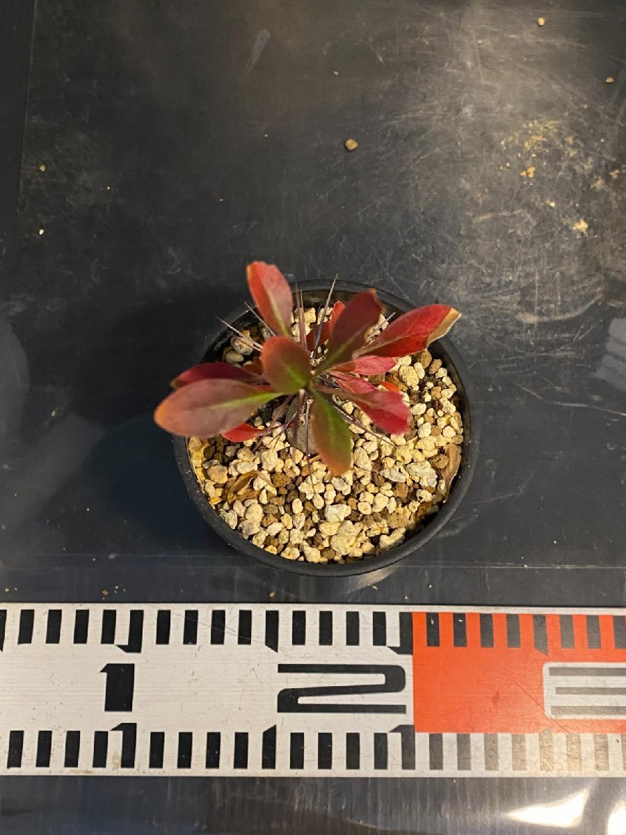 Yahoo!オークション - 6204 「実生」フォークイエリア ファシクラータ...