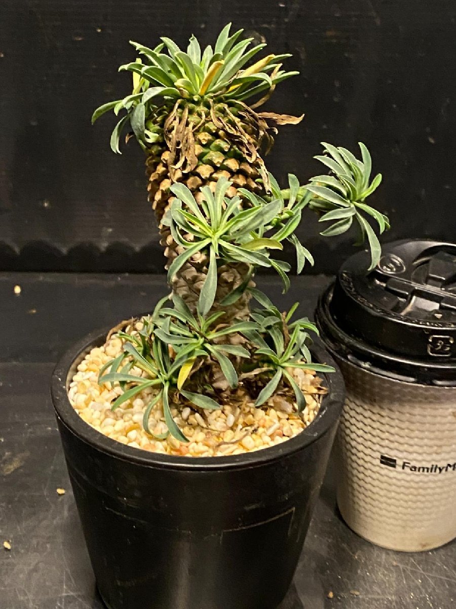 Yahoo!オークション - 6357 「多肉植物T」ユーフォルビア ソテツキリン...