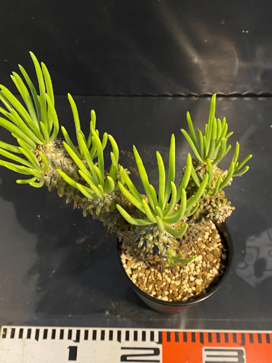 Yahoo!オークション - 6267 「塊根植物」チレコドン ワリチー 植え【発...