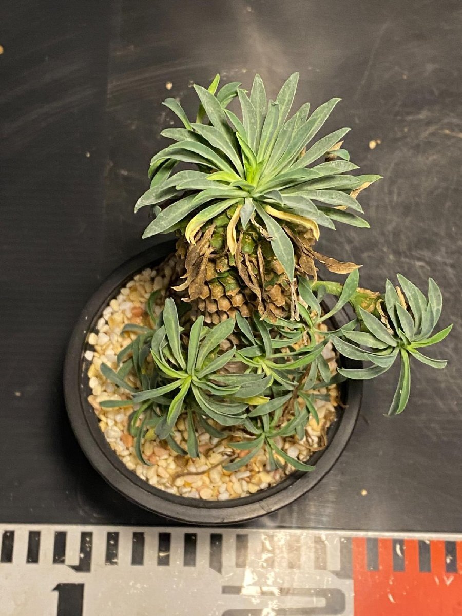 Yahoo!オークション - 6357 「多肉植物T」ユーフォルビア ソテツキリン...