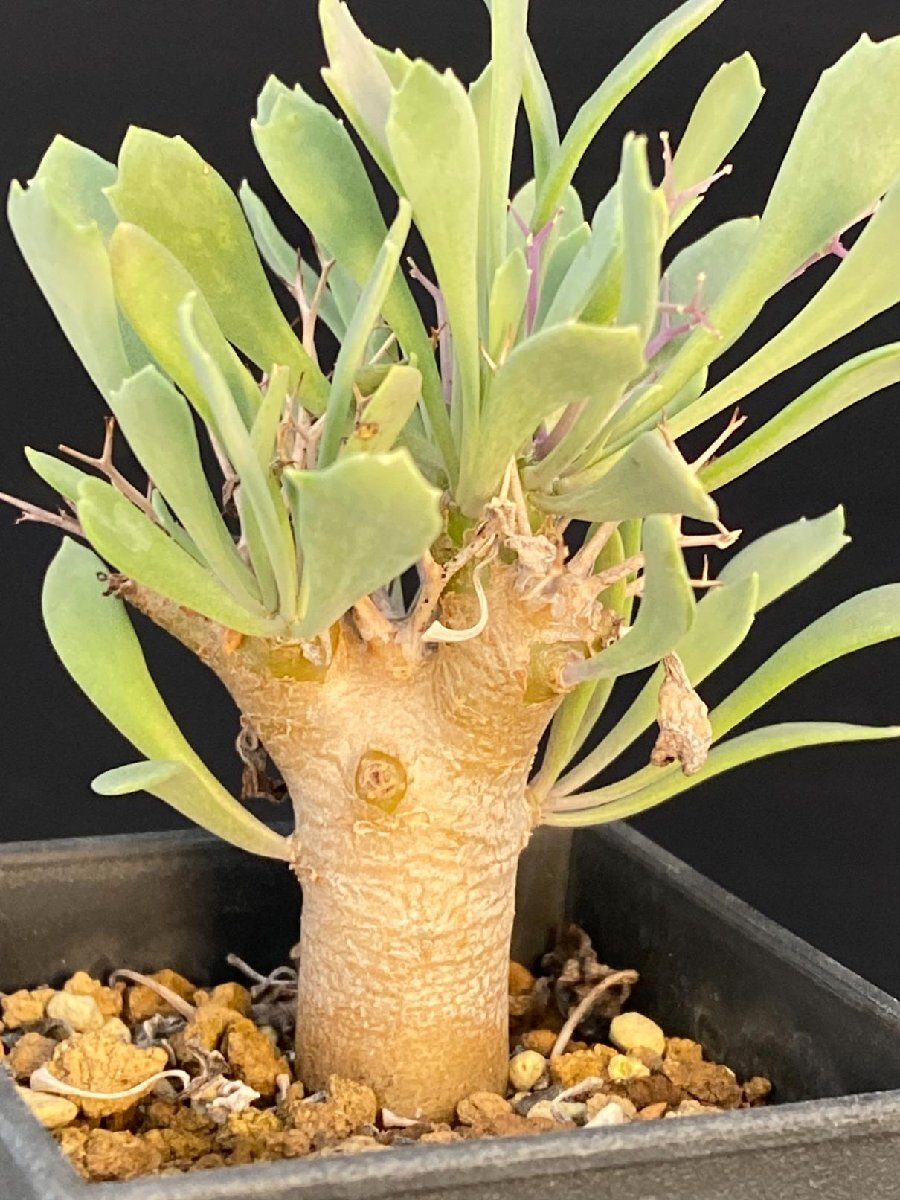 Yahoo!オークション - 6075 「実生」オトンナ ユーフォルビオイデス【...