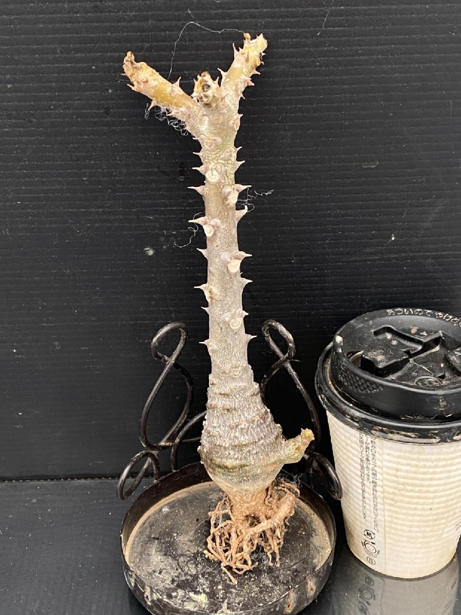 Yahoo!オークション - 5930 「塊根植物」パキポディウム ウィンゾリー ...