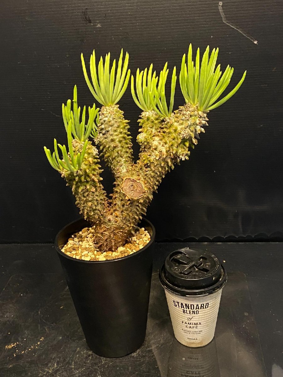 Yahoo!オークション - 6267 「塊根植物」チレコドン ワリチー 植え【発...