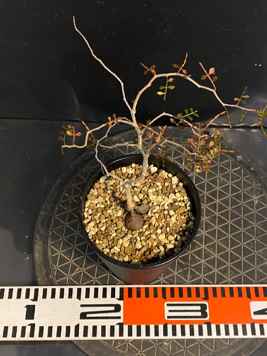 Yahoo!オークション - 6247 「実生株」オペルクリカリア パキプス大 現...