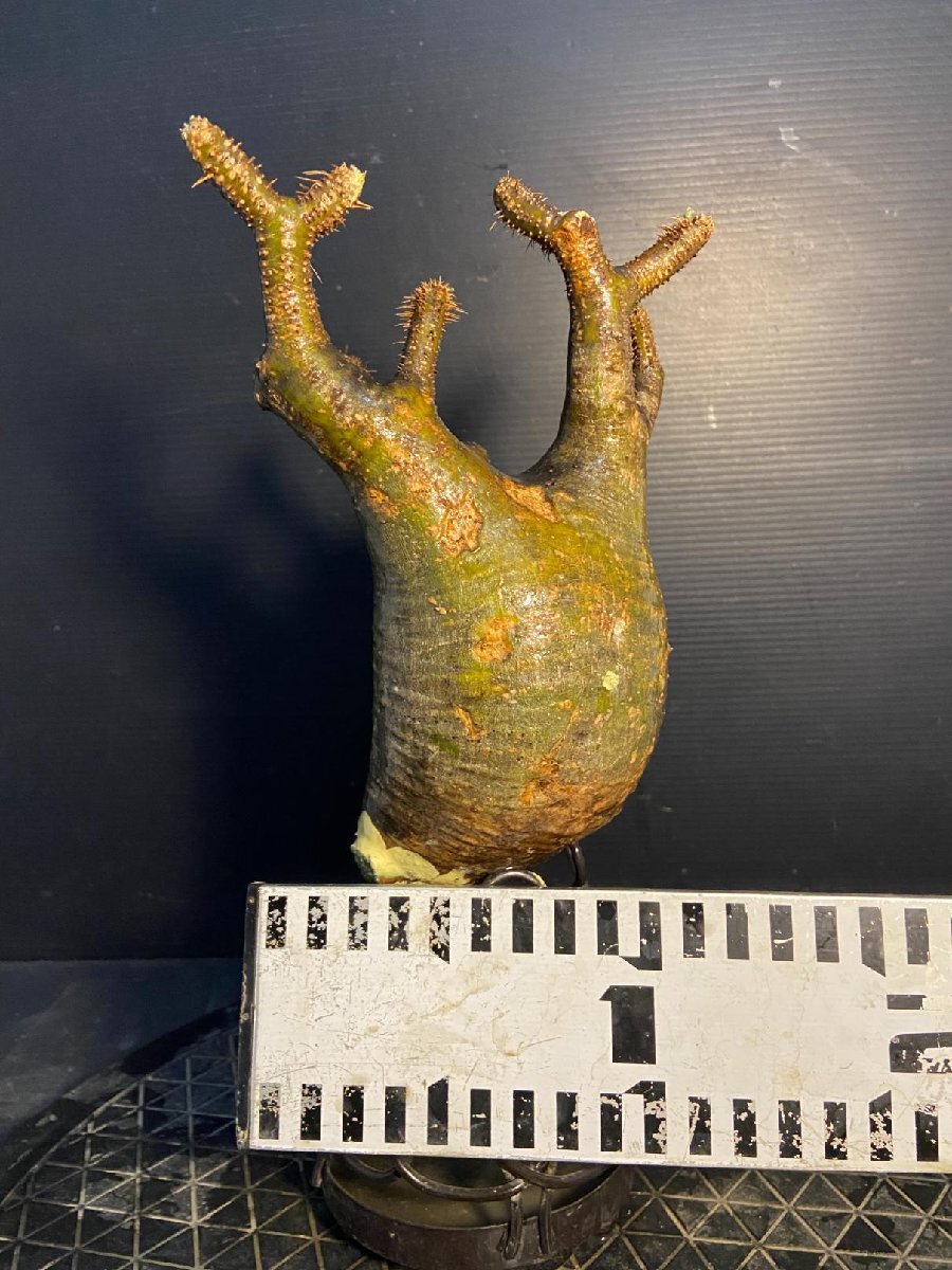 Yahoo!オークション - 8633 「塊根植物」パキポディウム グラキリス 抜...