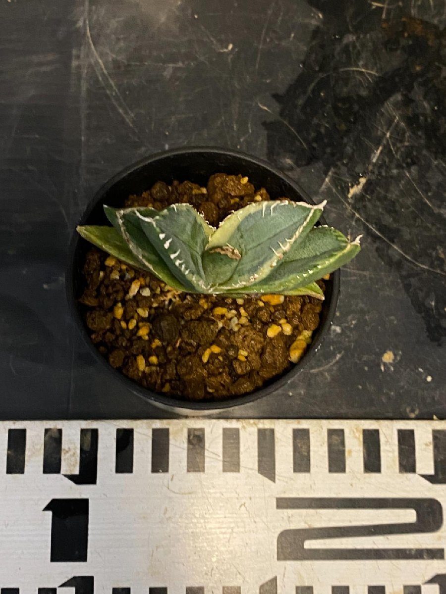 Yahoo!オークション - 7891 「多肉植物」アガベ 南アフリカダイヤモン...