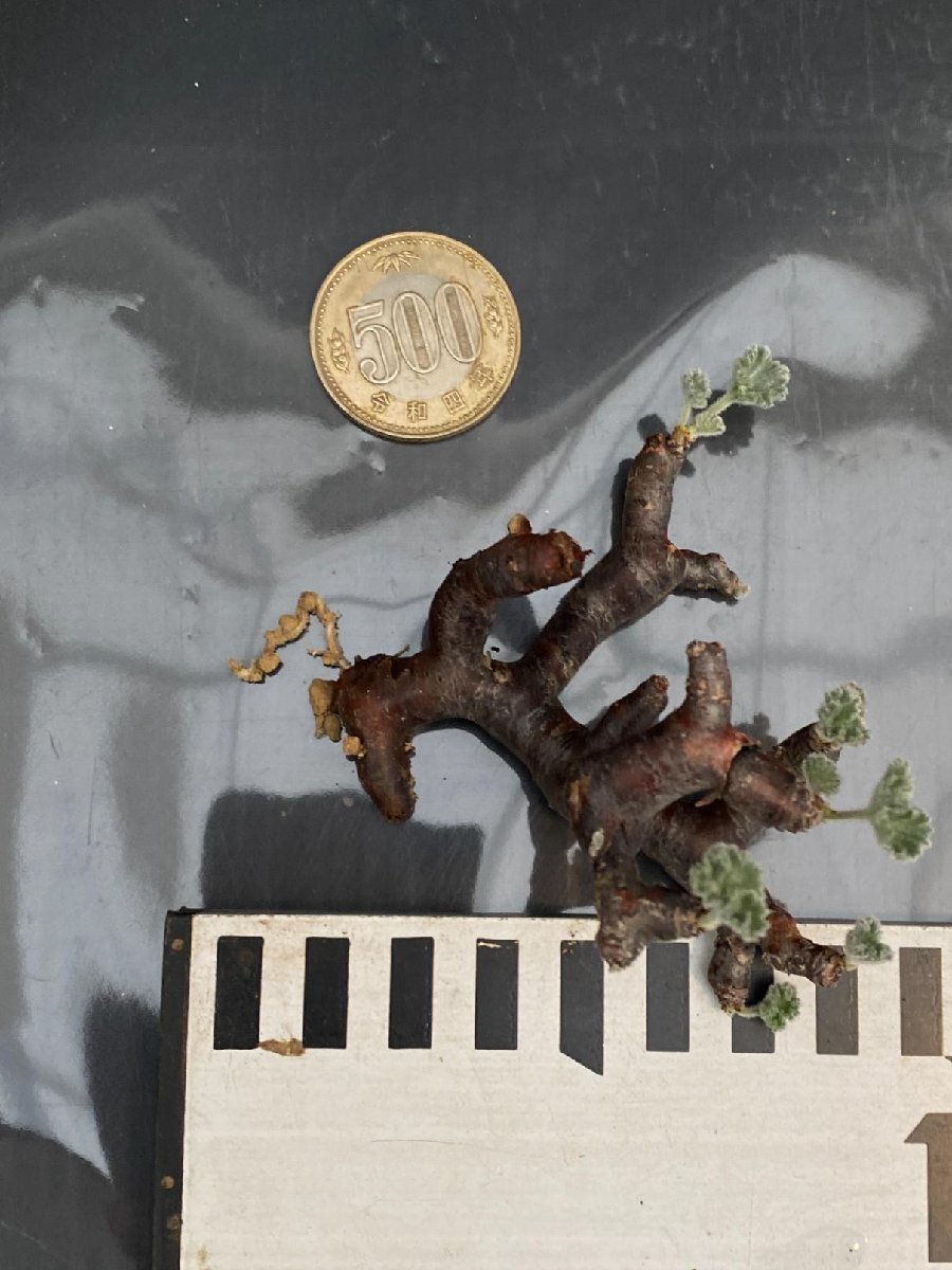 Yahoo!オークション - 8538 「塊根植物」ペラルゴニウム ミラビレ 折れ...