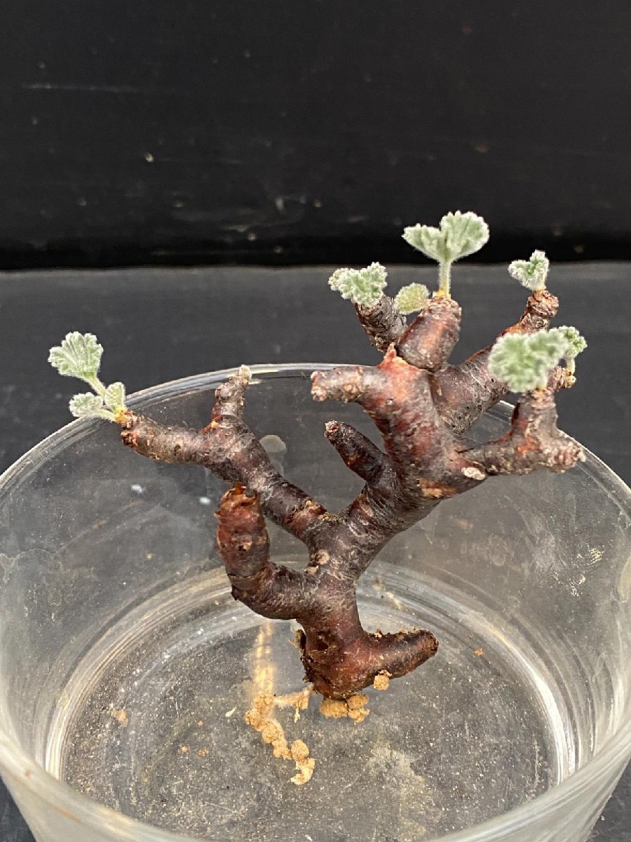 Yahoo!オークション - 8538 「塊根植物」ペラルゴニウム ミラビレ 折れ...